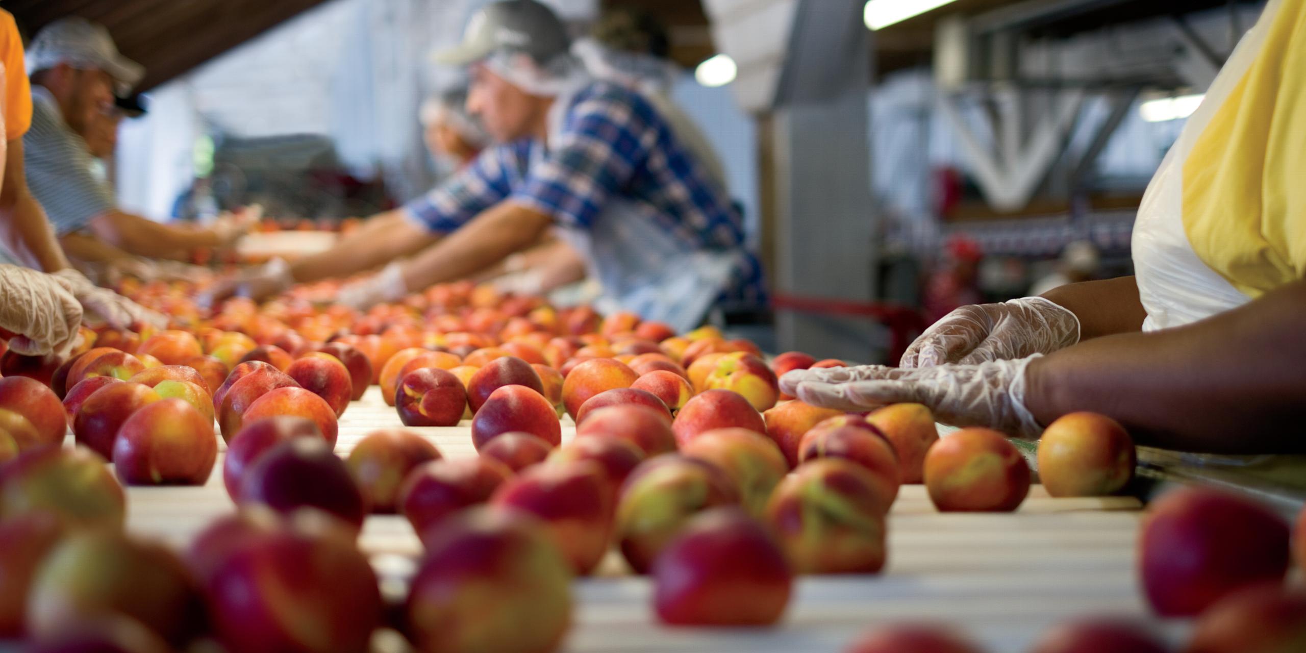Food and Fuel | Georgia Department of Agriculture