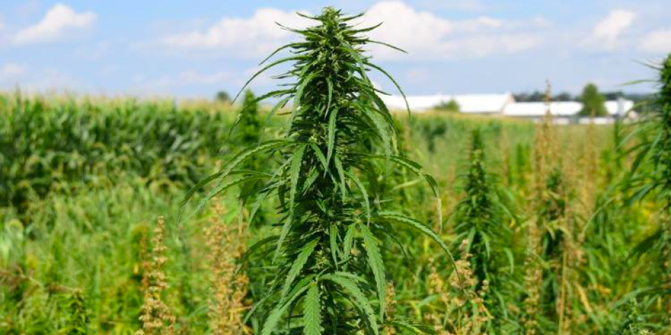 Hemp Program | Georgia Department of Agriculture